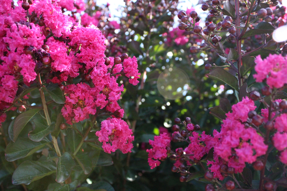 Crape Myrtle Growing Tips – Al's Garden & Home