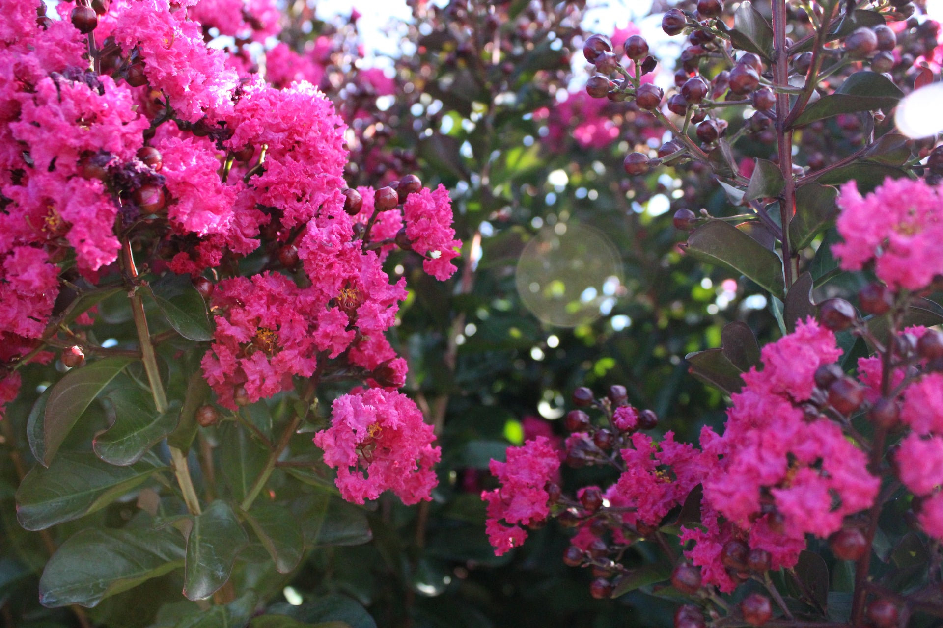 Crape Myrtle Growing Tips – Al's Garden & Home