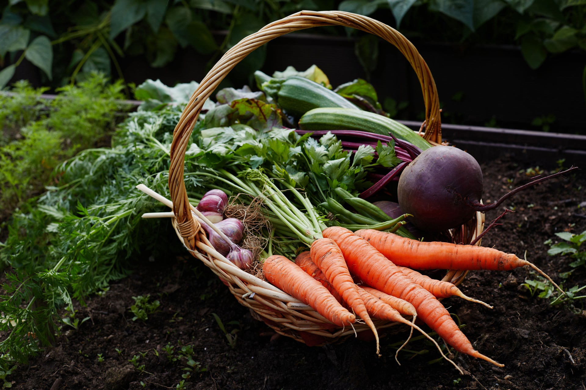 Mastering the Art of Harvesting Homegrown Vegetables – Al's Garden & Home