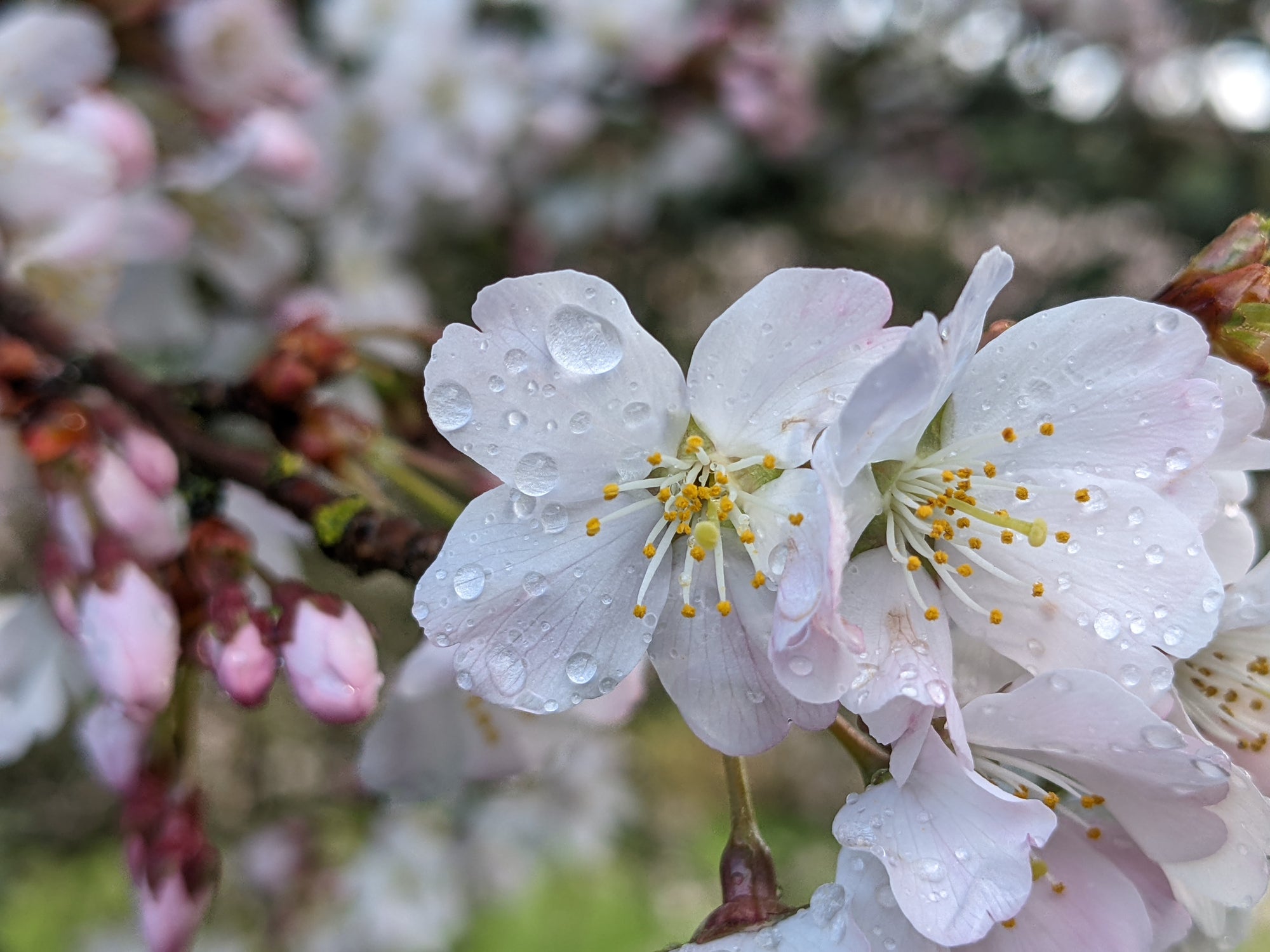 Cherry Trees In Bloom