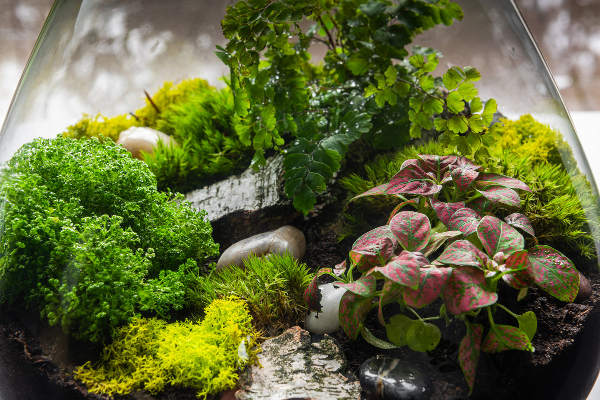 What is a Vivarium? – Al's Garden & Home