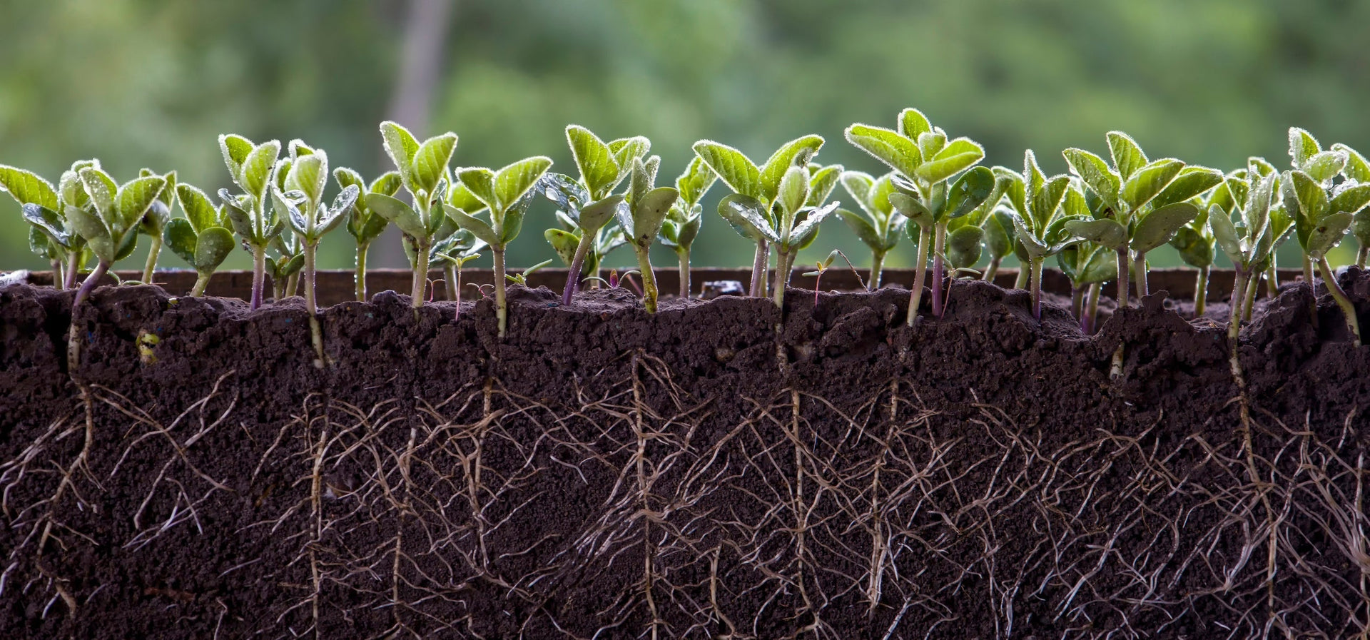 Growing Strong Roots: The Importance of Soil and Compost – Al's Garden ...