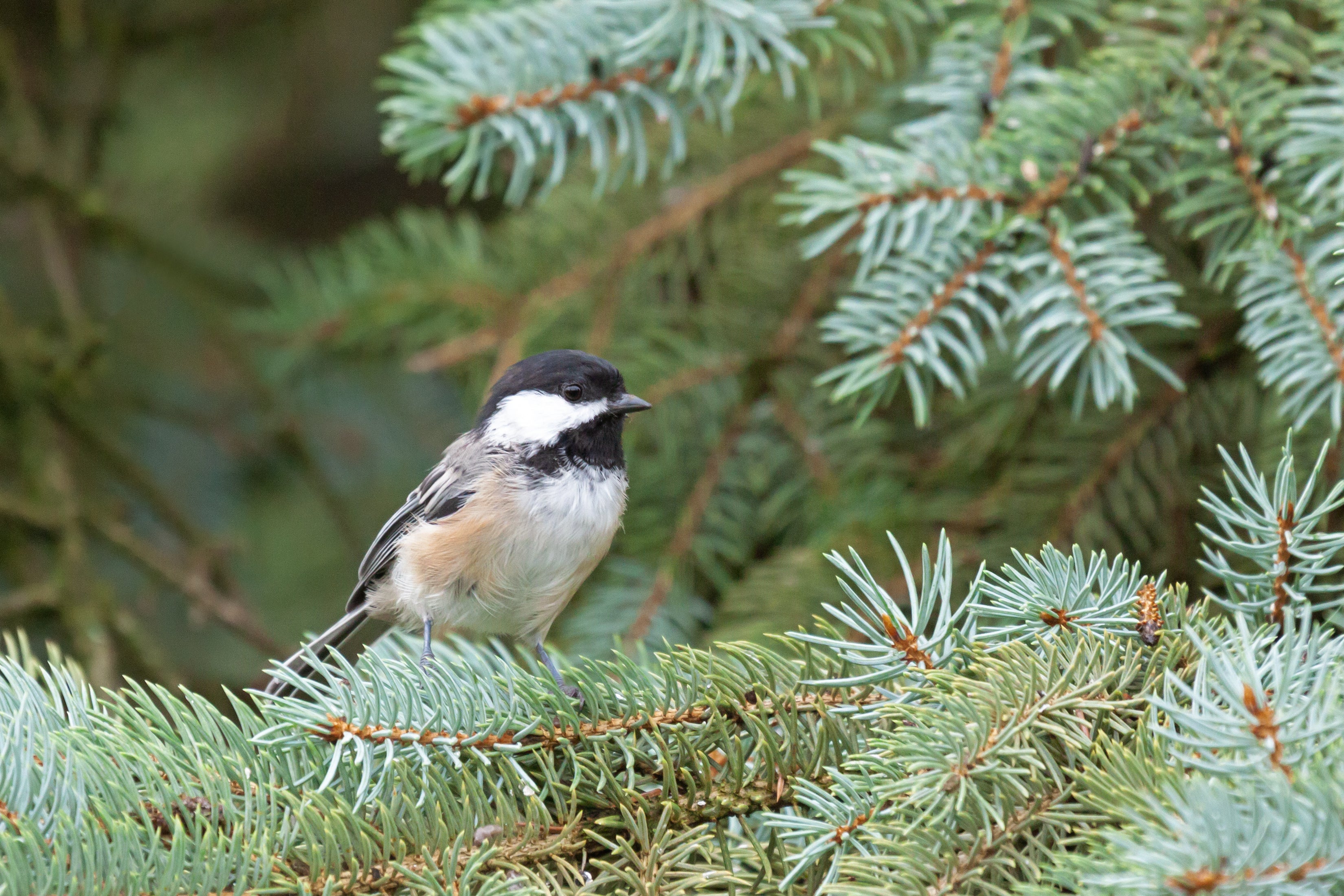 Birds – Al's Garden & Home