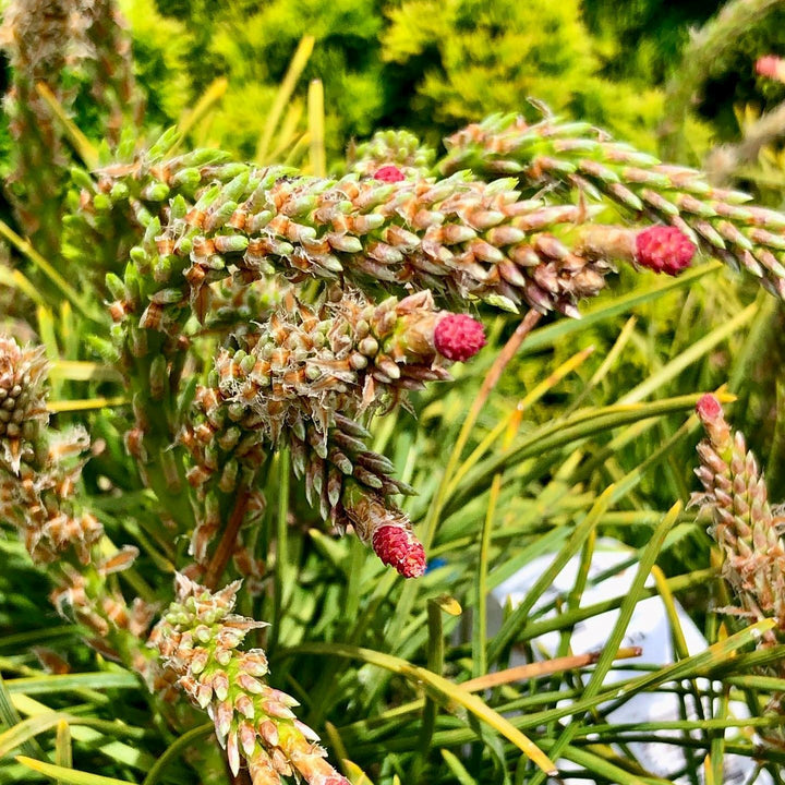 Al's Garden & Home – Al's Garden & Home