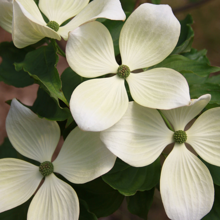 Trees – Al's Garden & Home