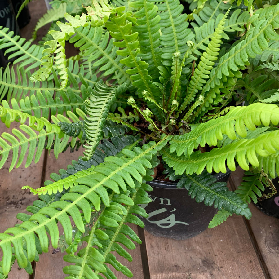 Perennials - Al's Garden and Home in Portland, OR – Al's Garden & Home