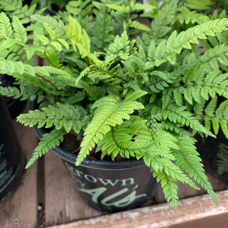 Perennials - Al's Garden and Home in Portland, OR – Al's Garden & Home