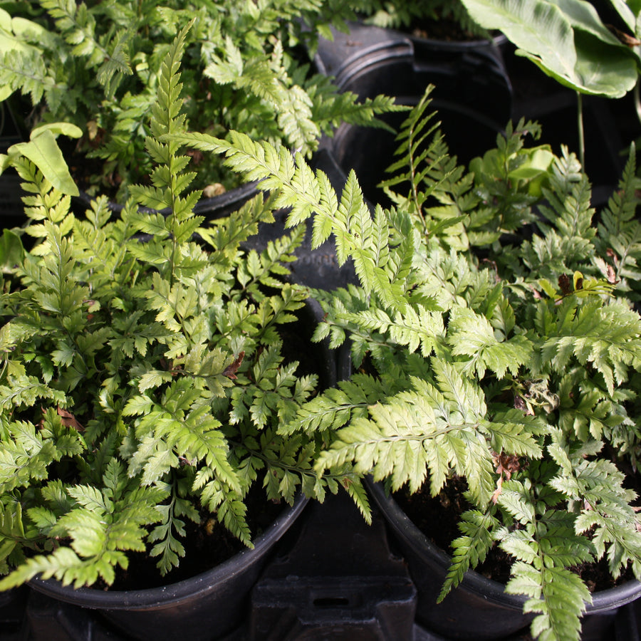 Perennials - Al's Garden and Home in Portland, OR – Al's Garden & Home